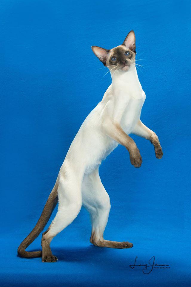 Cat Show Parsippany NJ - 7 JAN 2023