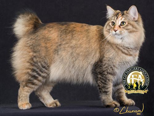 Come visit the Baltimore Area CFA Cat Show & Adoption Event featuring ...